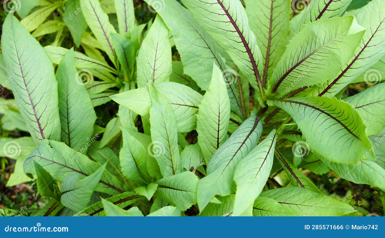 Chickweed, Purple, Tree stock photo. Image of plantation - 285571666