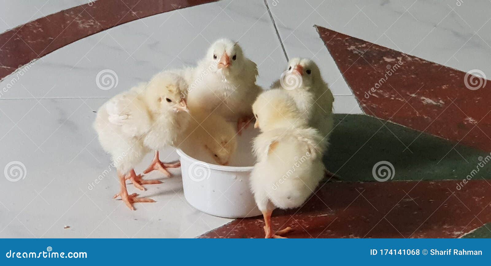 Chicky Chick Love Adorable Care Stock Photo - Image of care, adorable ...