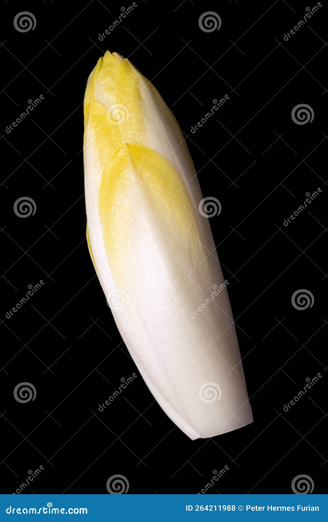 Belgian Endive, Raw Fresh Witloof Chicory Bud with Slightly Bitter ...