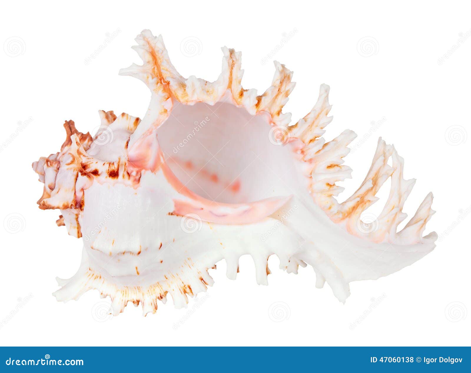 Chicoreus ramosus stock photo. Image of life, background - 47060138