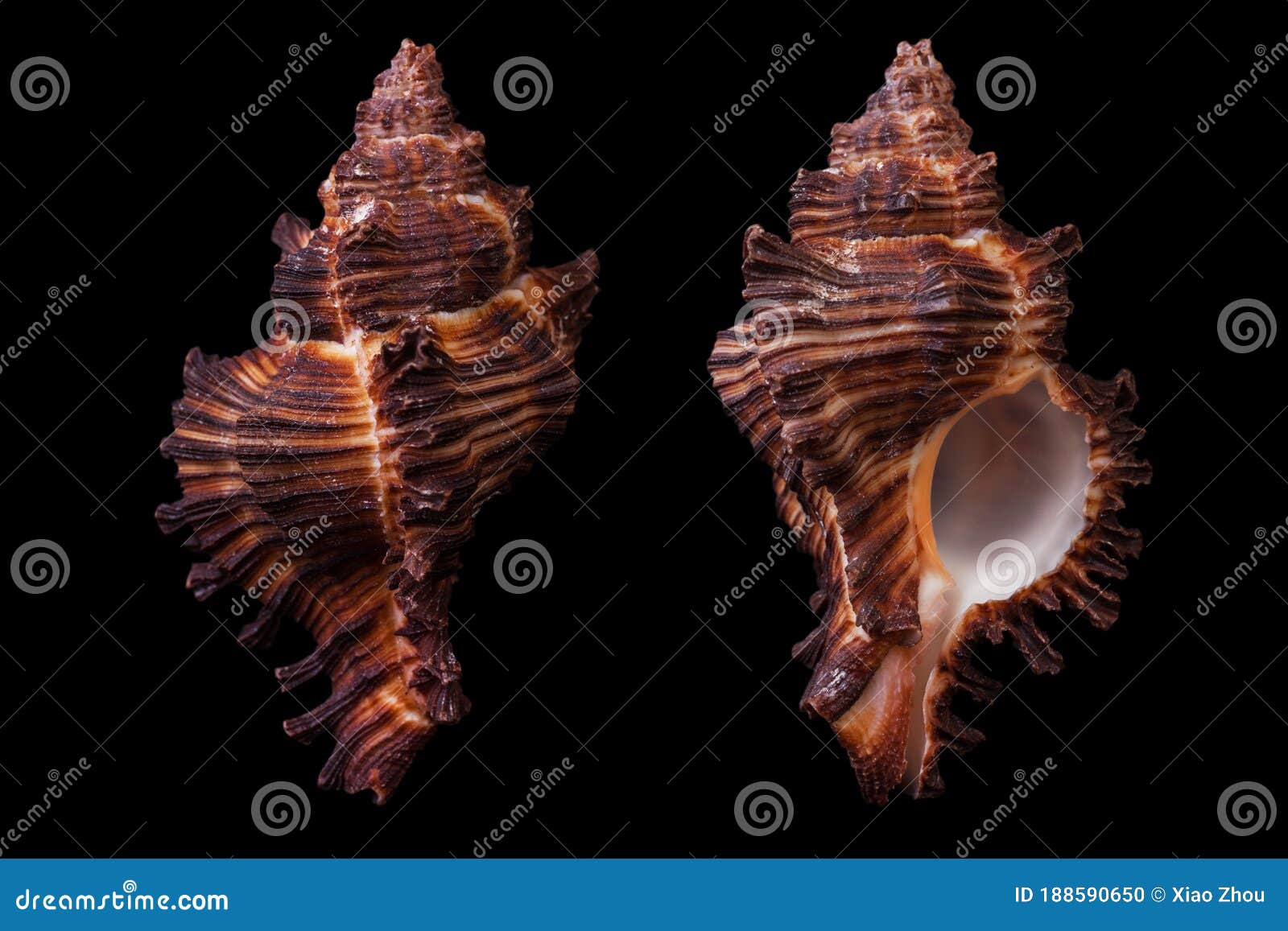 Chicoreus torrefactus stock photo. Image of conch, onyx - 188590650