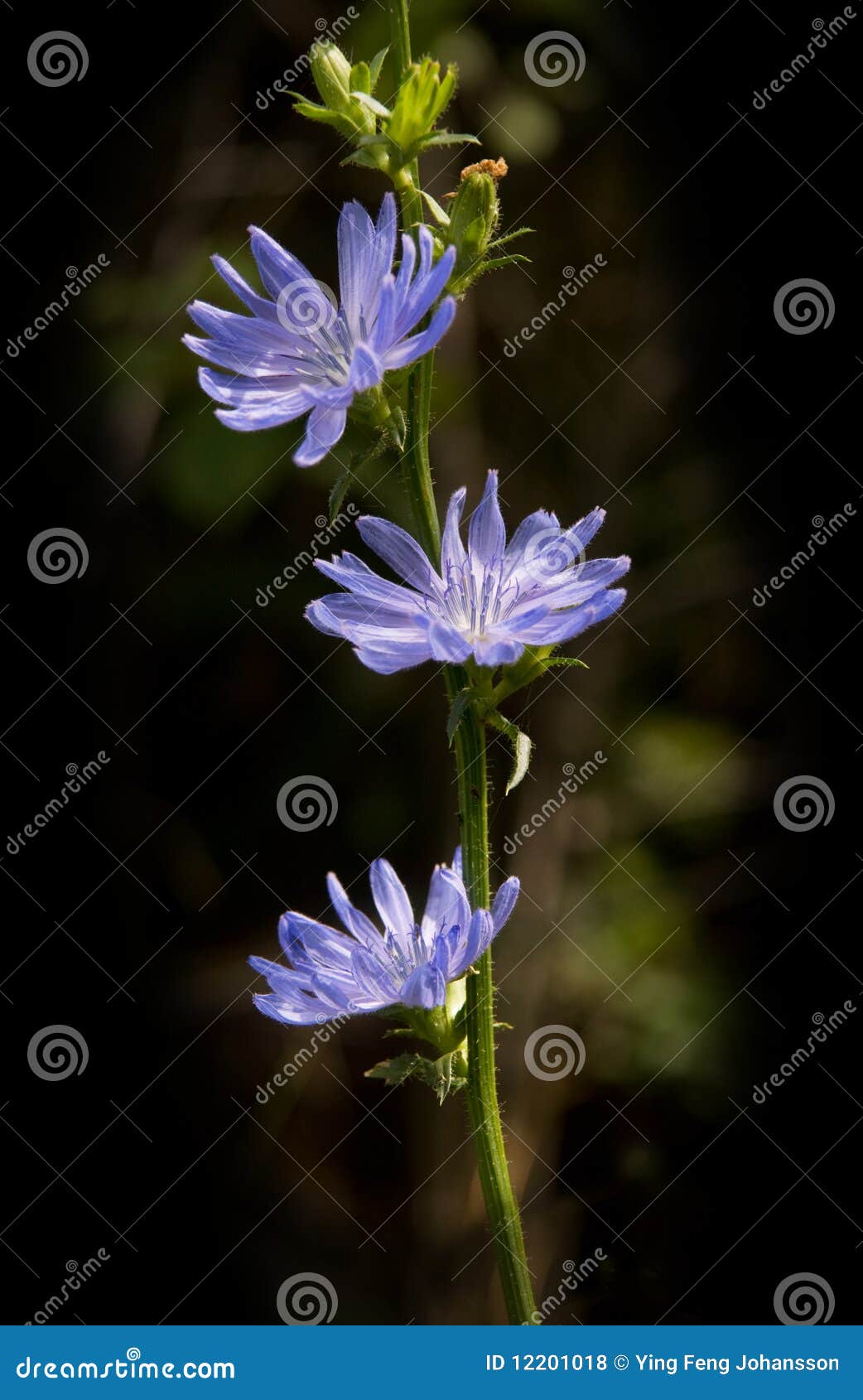 Chicory stock photo. Image of delightful, beautiful, flower - 12201018