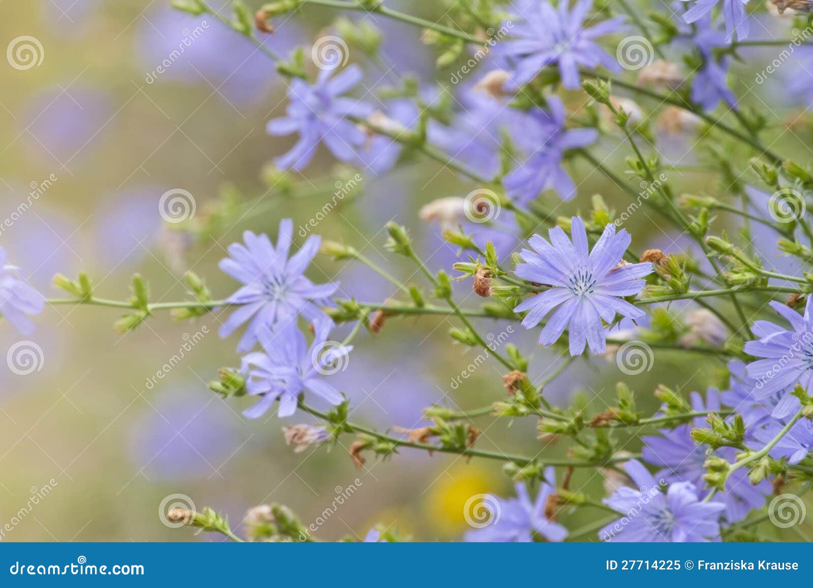 Chicory stock image. Image of summer, chicory, yellow - 27714225