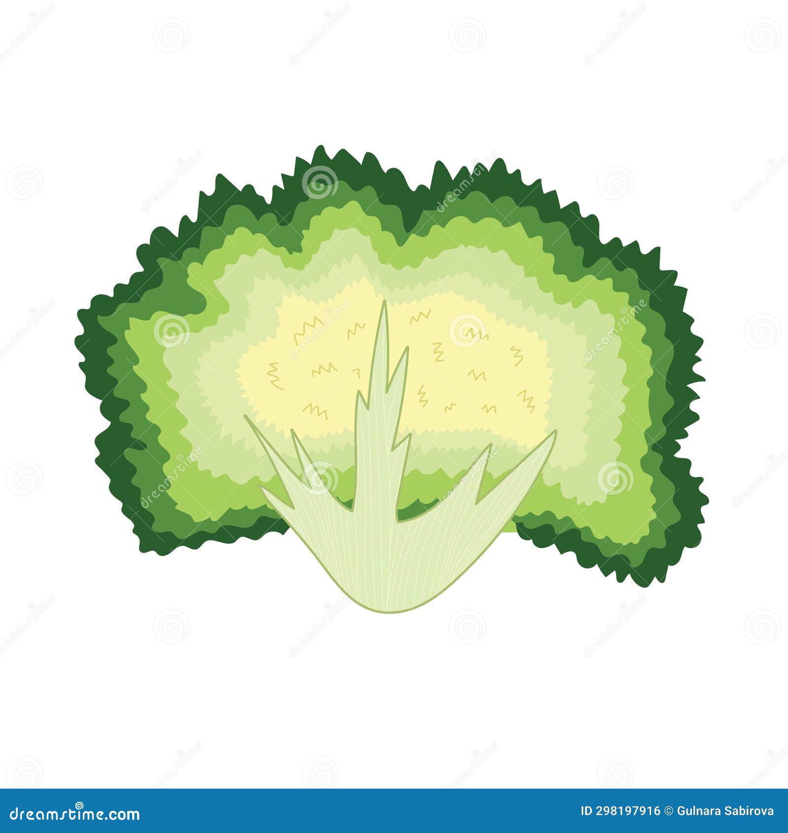 Chicory Vegetable in Cartoon Style. Fresh Green Endive Element Stock ...