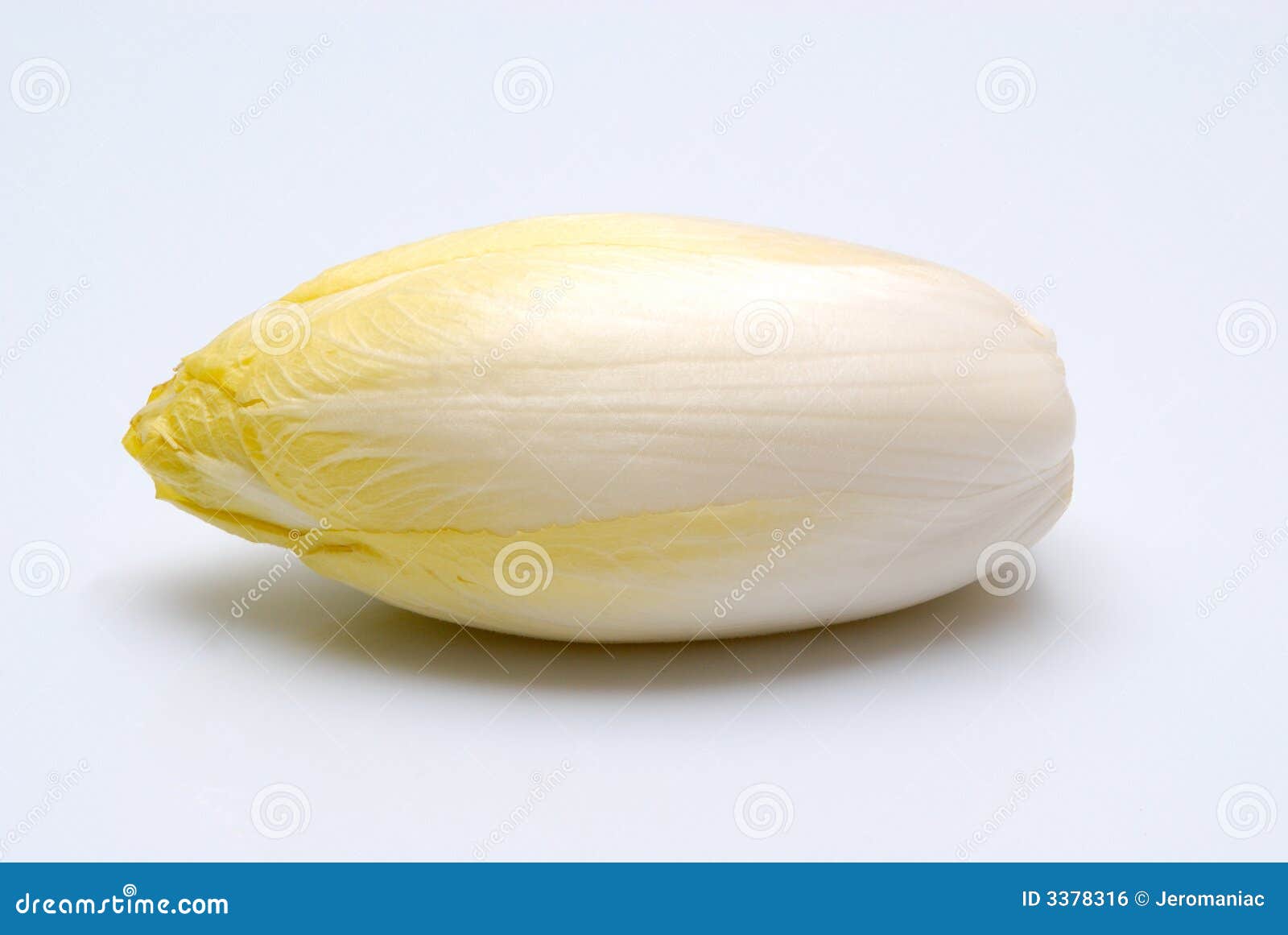 Chicory stock photo. Image of summer, summertime, diet - 3378316
