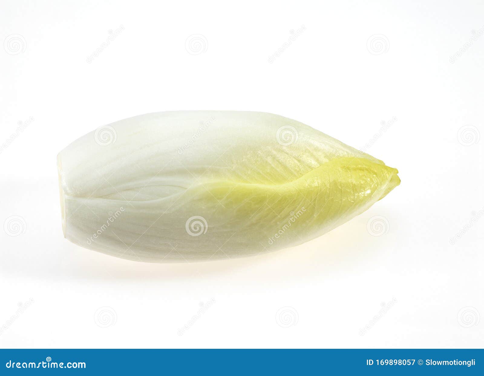 ENDIVE stock image. Image of endive, inside, vegetable - 169898057