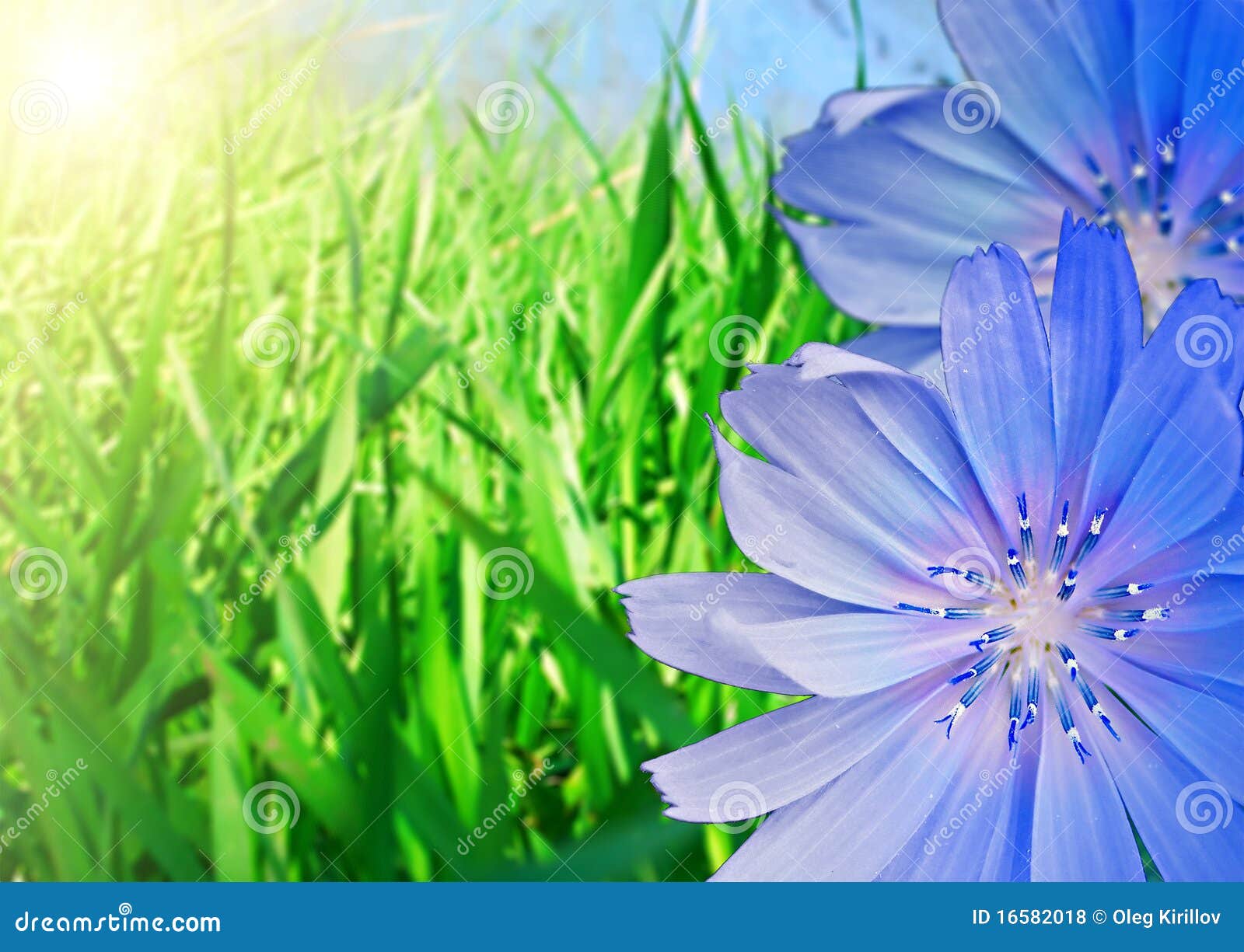Chicory on the Background of Green Grass Stock Photo - Image of details ...