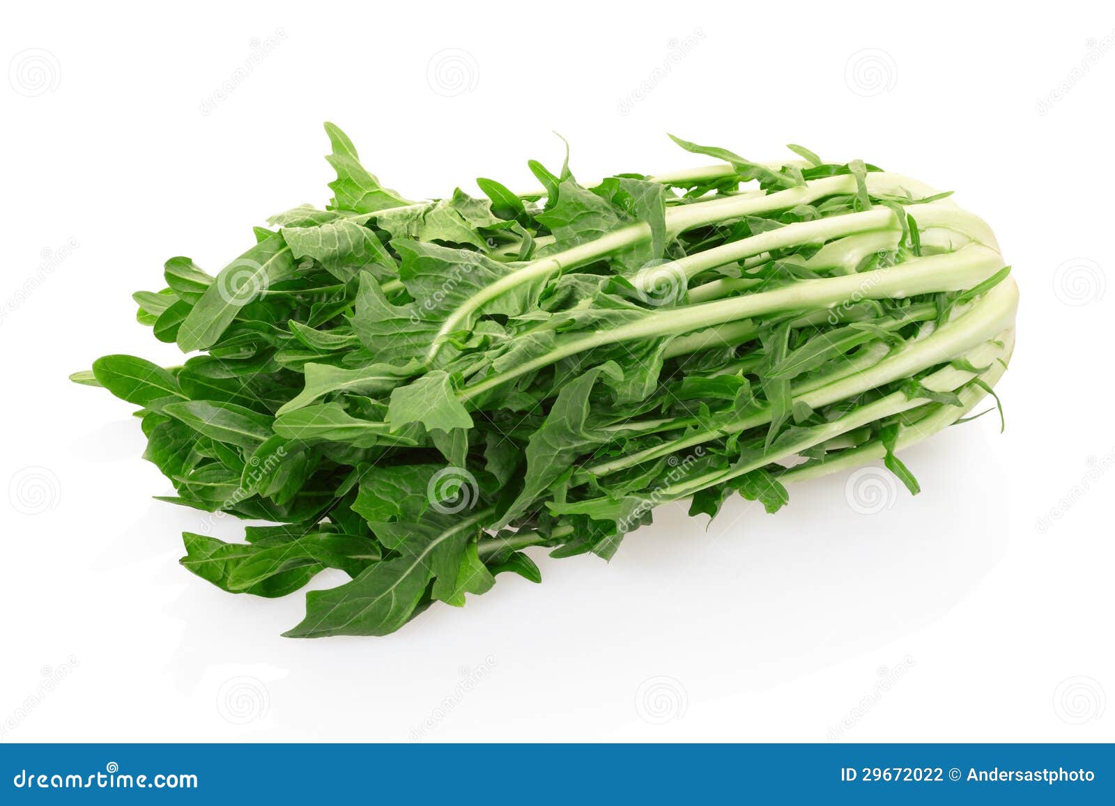 Chicory or catalogna stock photo. Image of closeup, cichorium - 29672022