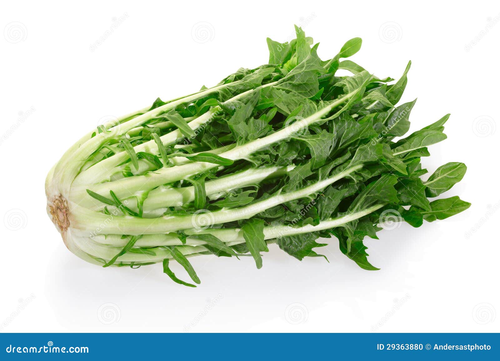 Chicory or catalogna stock photo. Image of closeup, healthy - 29363880