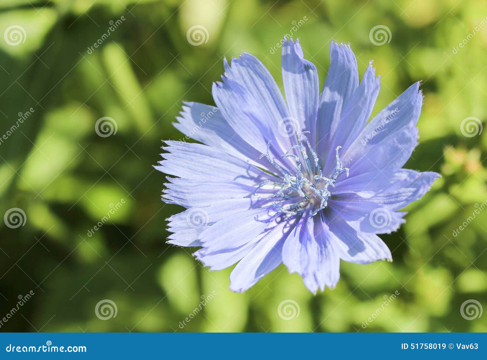 Chicory. Cichorium stock image. Image of floral, countryside - 51758019