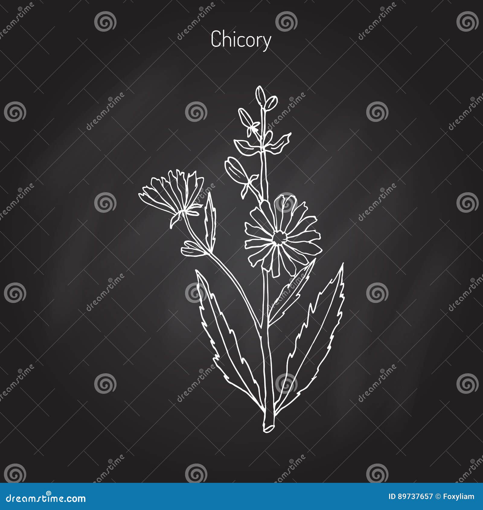 Chicory Cichorium Intybus stock vector. Illustration of isolated - 89737657
