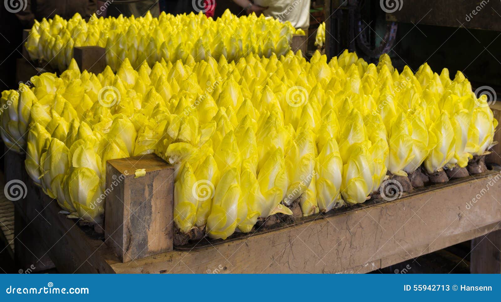 Chicory farm stock image. Image of stem, garden, chicory - 55942713
