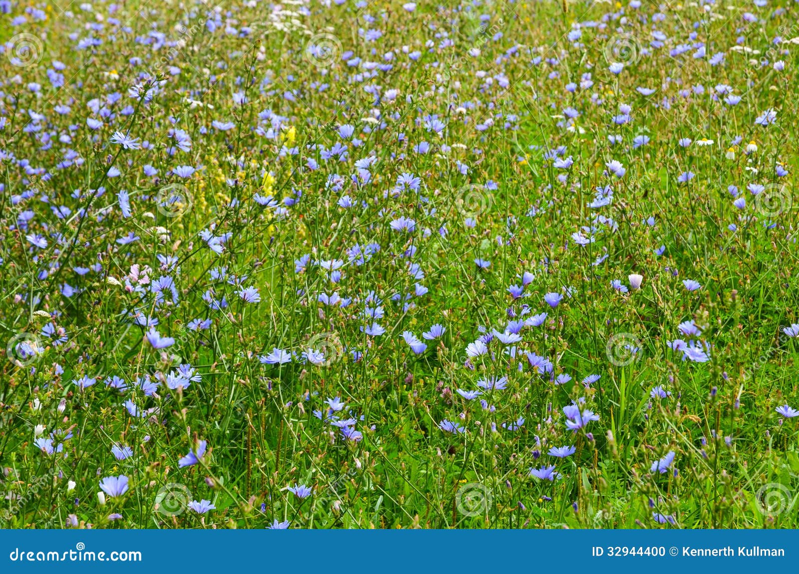 Chicory field stock photo. Image of chicory, pollen, green - 32944400