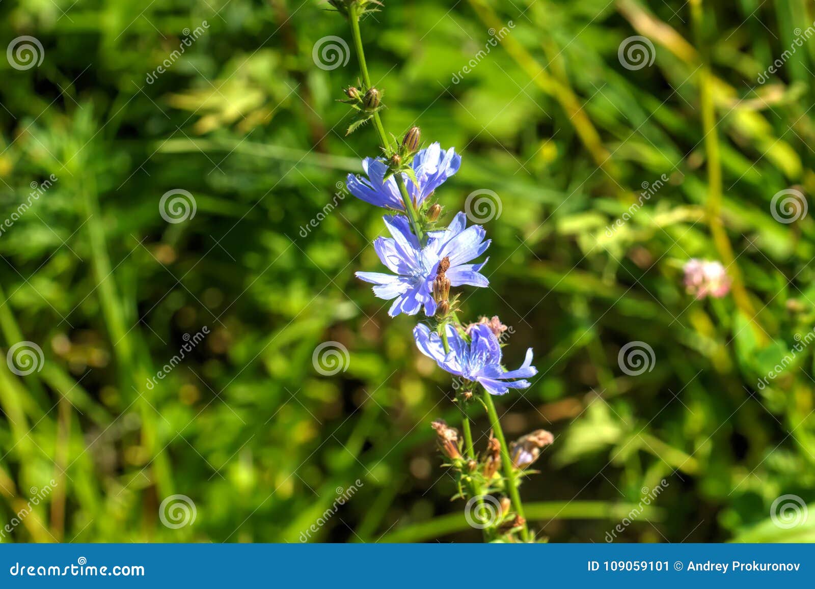 Chicory. Field flower. stock image. Image of floral - 109059101
