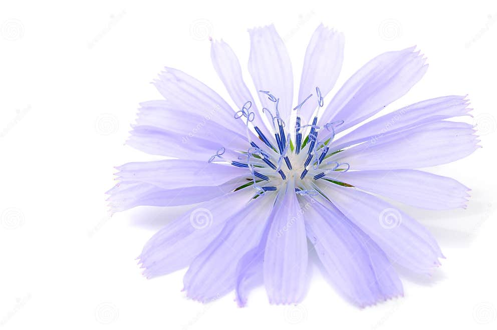 Chicory Flower stock image. Image of flower, cichorium - 17537889
