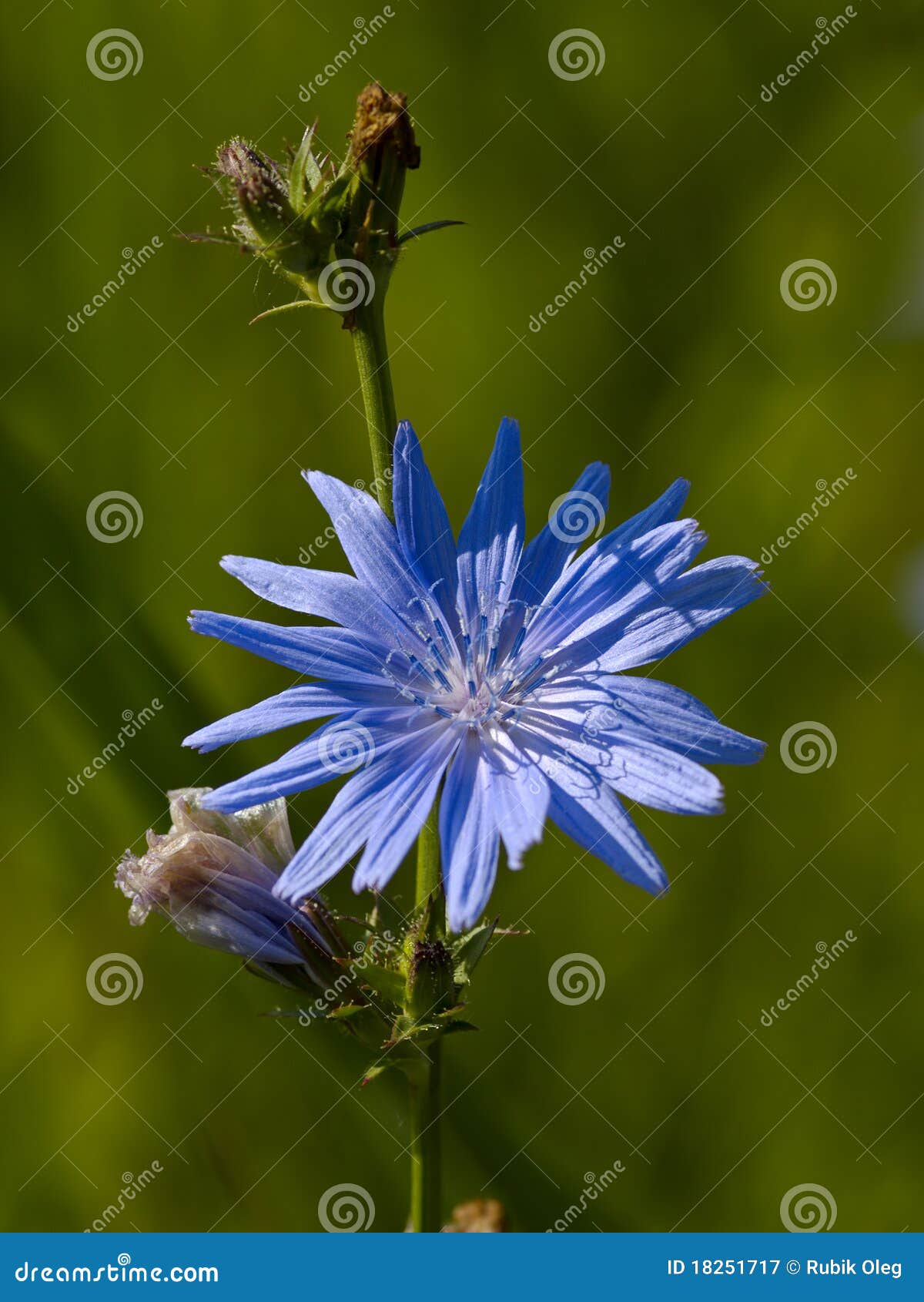 Chicory flower stock image. Image of botany, grass, stamen - 18251717