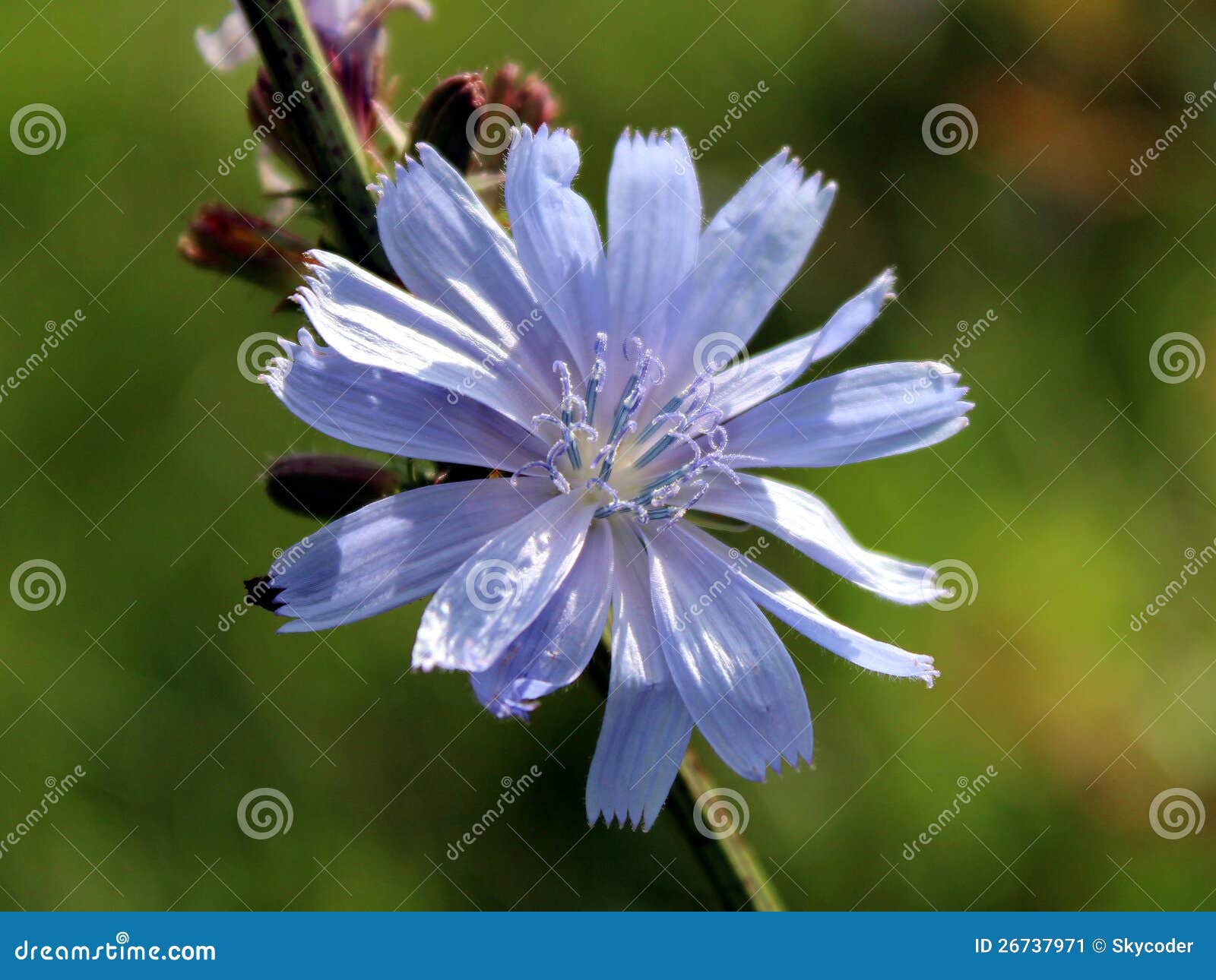 Chicory flower stock image. Image of summer, bloom, flower - 26737971