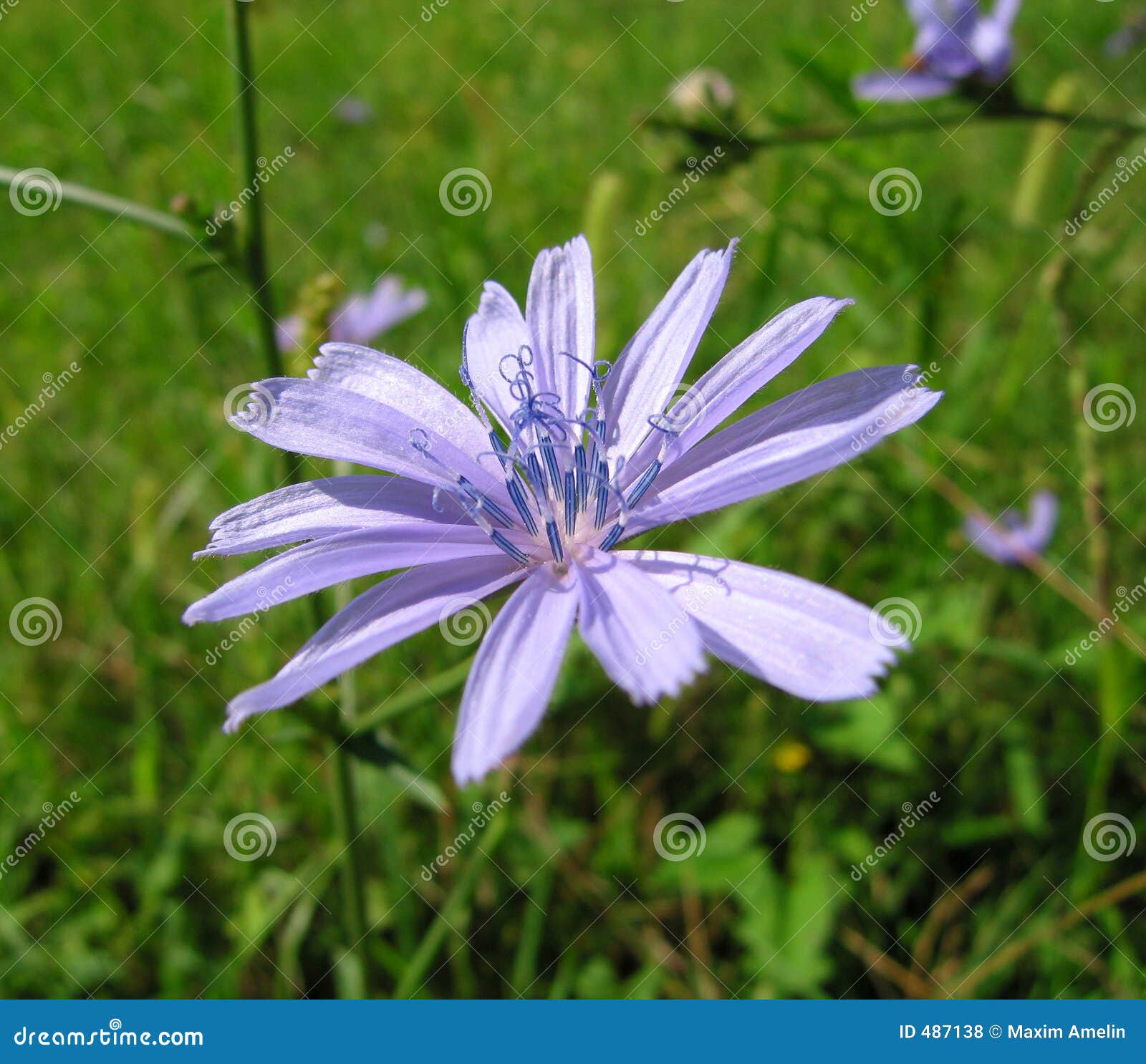 Chicory flower stock photo. Image of elaborate, ground - 487138
