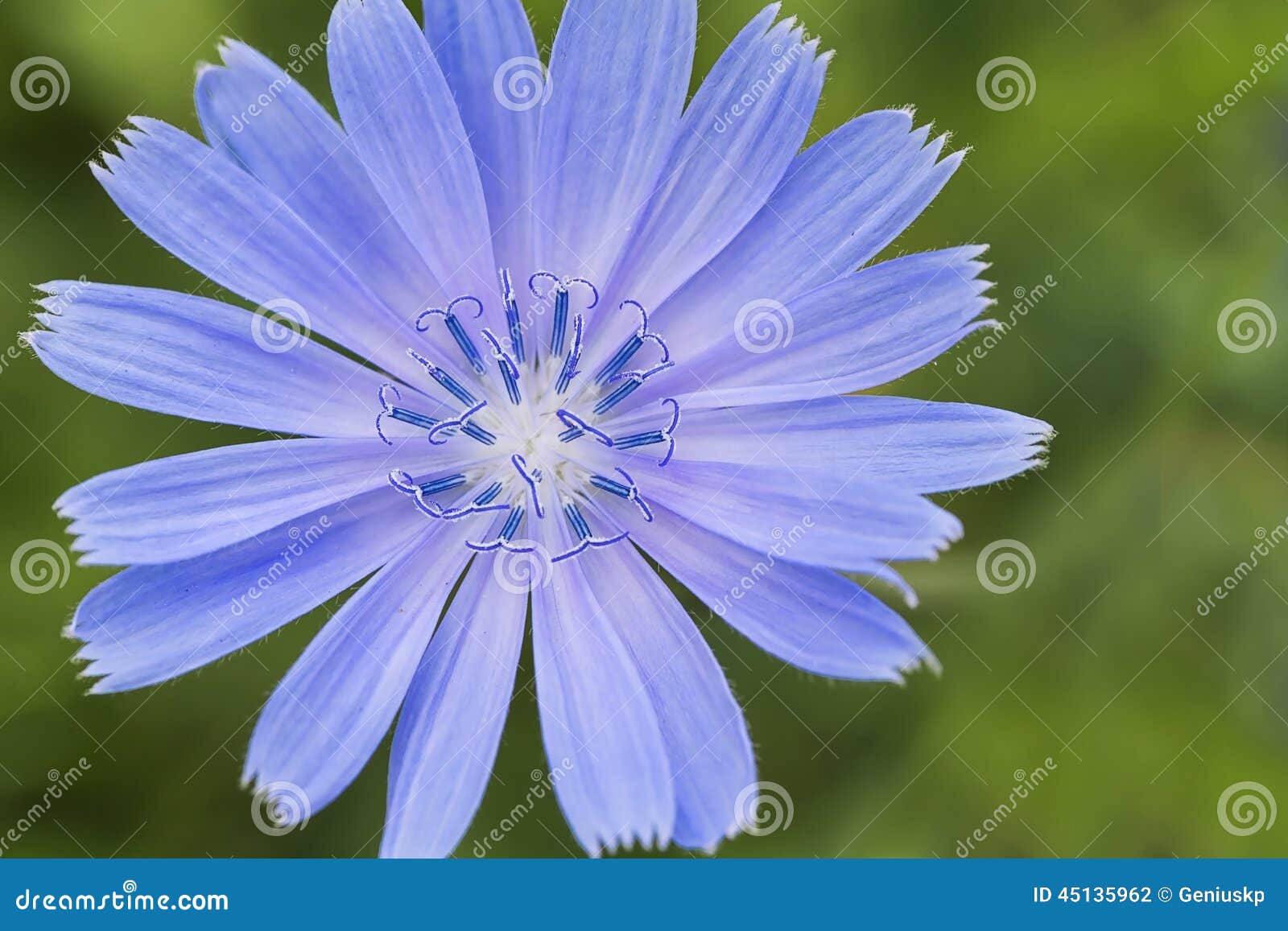 Chicory flower stock photo. Image of burgeon, flower - 45135962