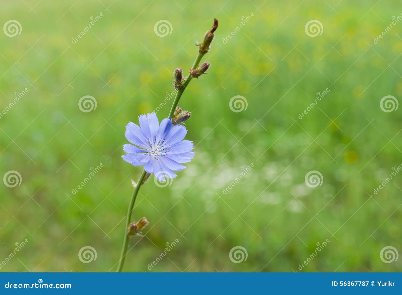 Chicory Flower Against Green Natural Background Stock Image - Image of ...