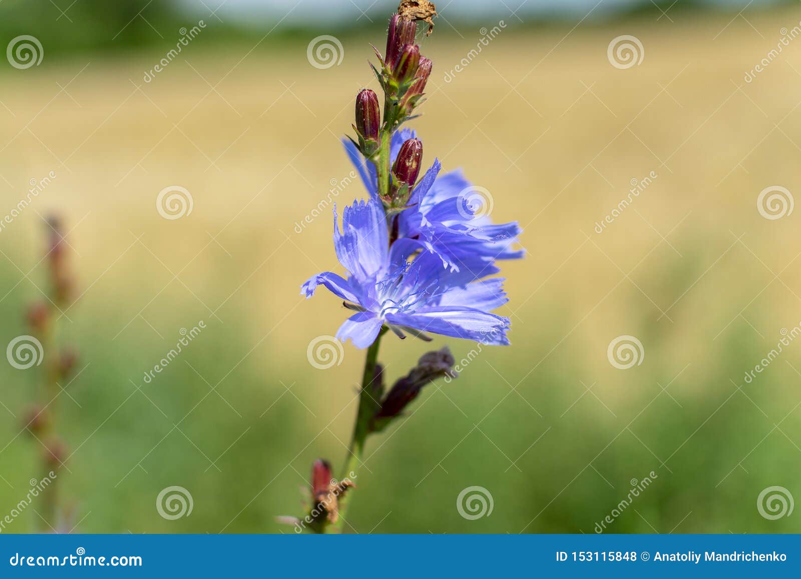 Chicory Flower stock photo. Image of flora, purple, flower - 153115848