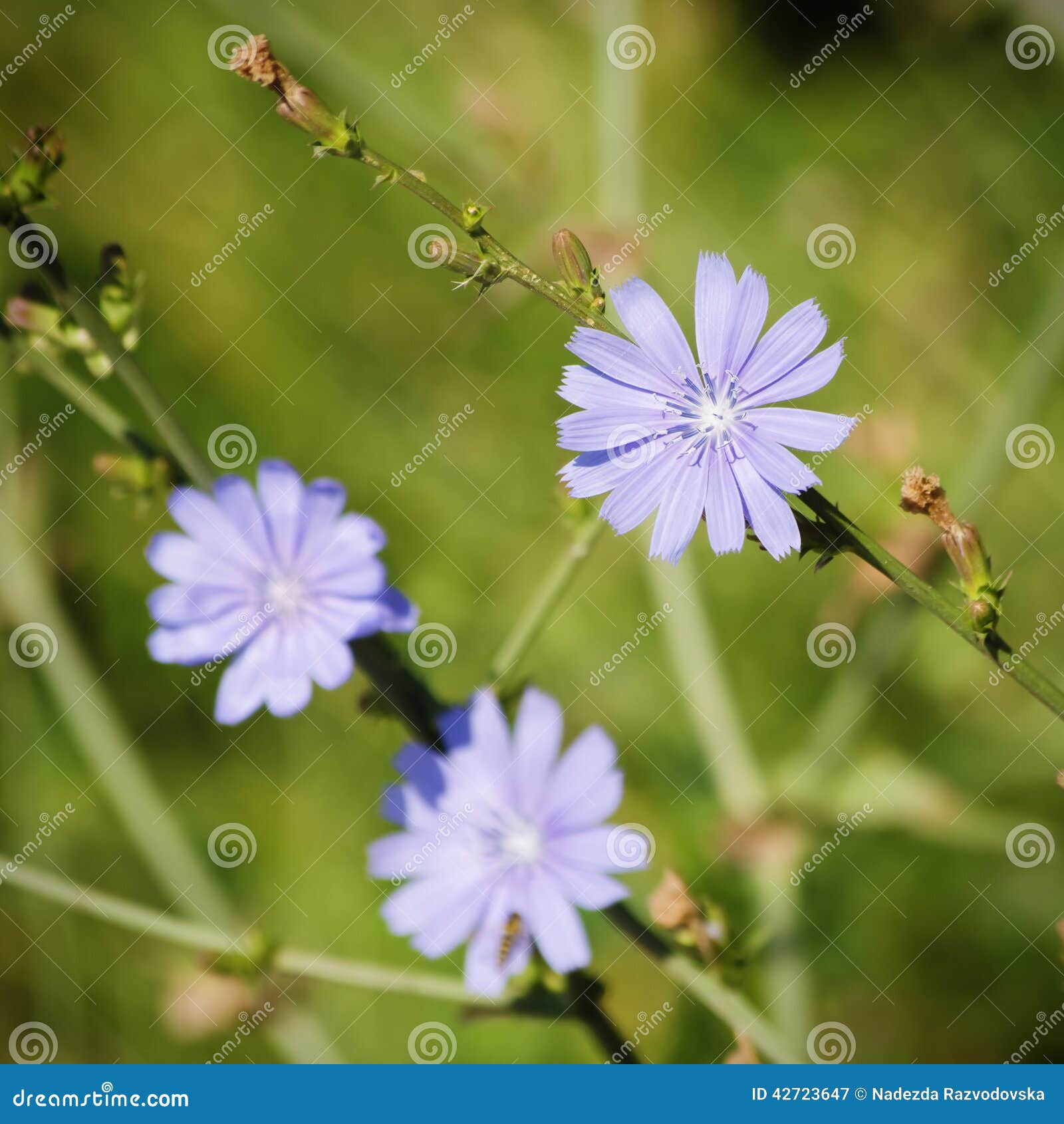 Chicory Flower stock image. Image of nature, season, closeup - 42723647