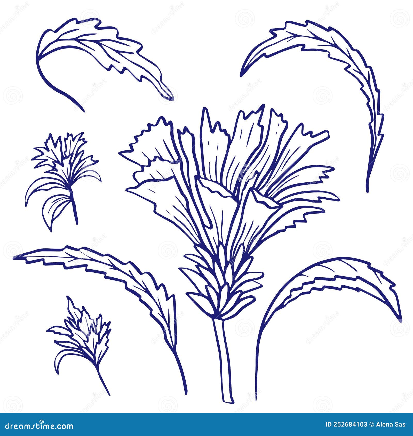 Chicory Flower Doodle Sketch. Hand Drawn Vector Illustration Isolated ...