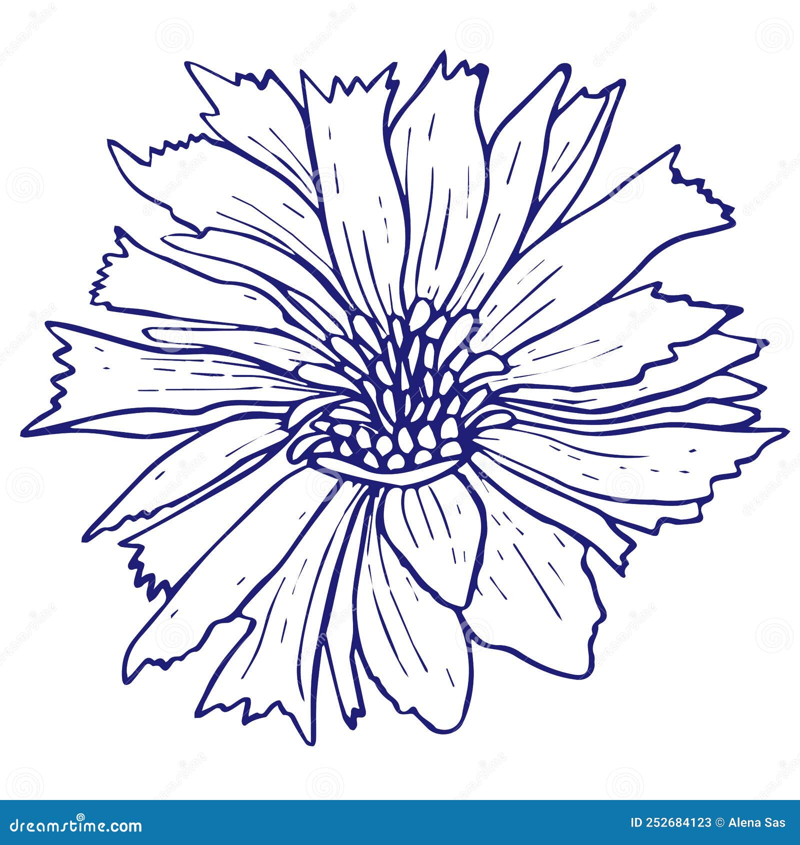 Chicory Flower Doodle Sketch. Hand Drawn Vector Illustration Isolated ...