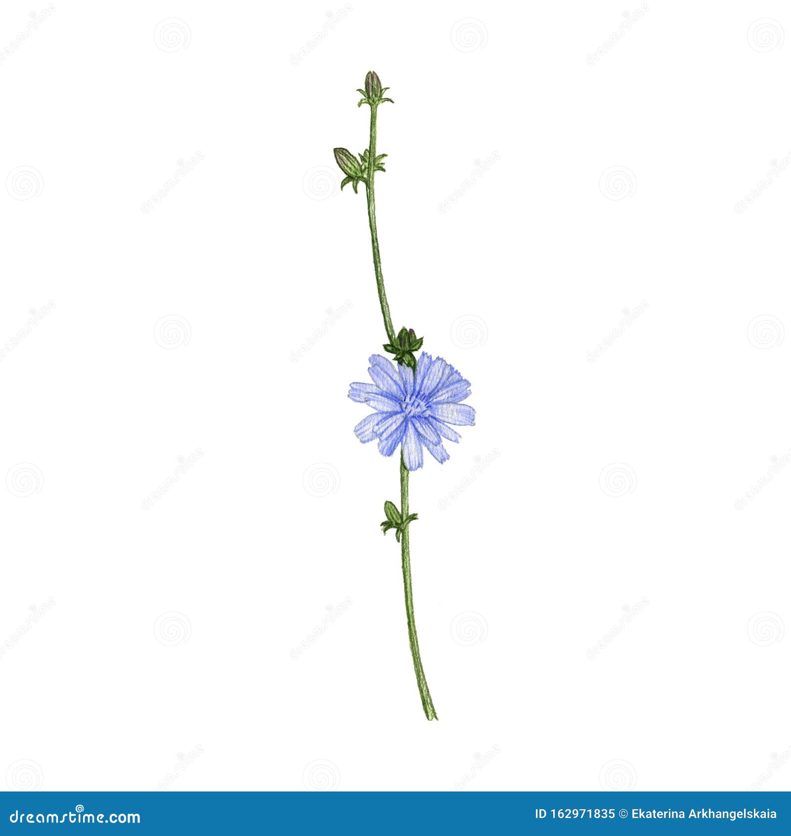 Chicory Flower, Drawing by Colored Pencils Stock Illustration ...