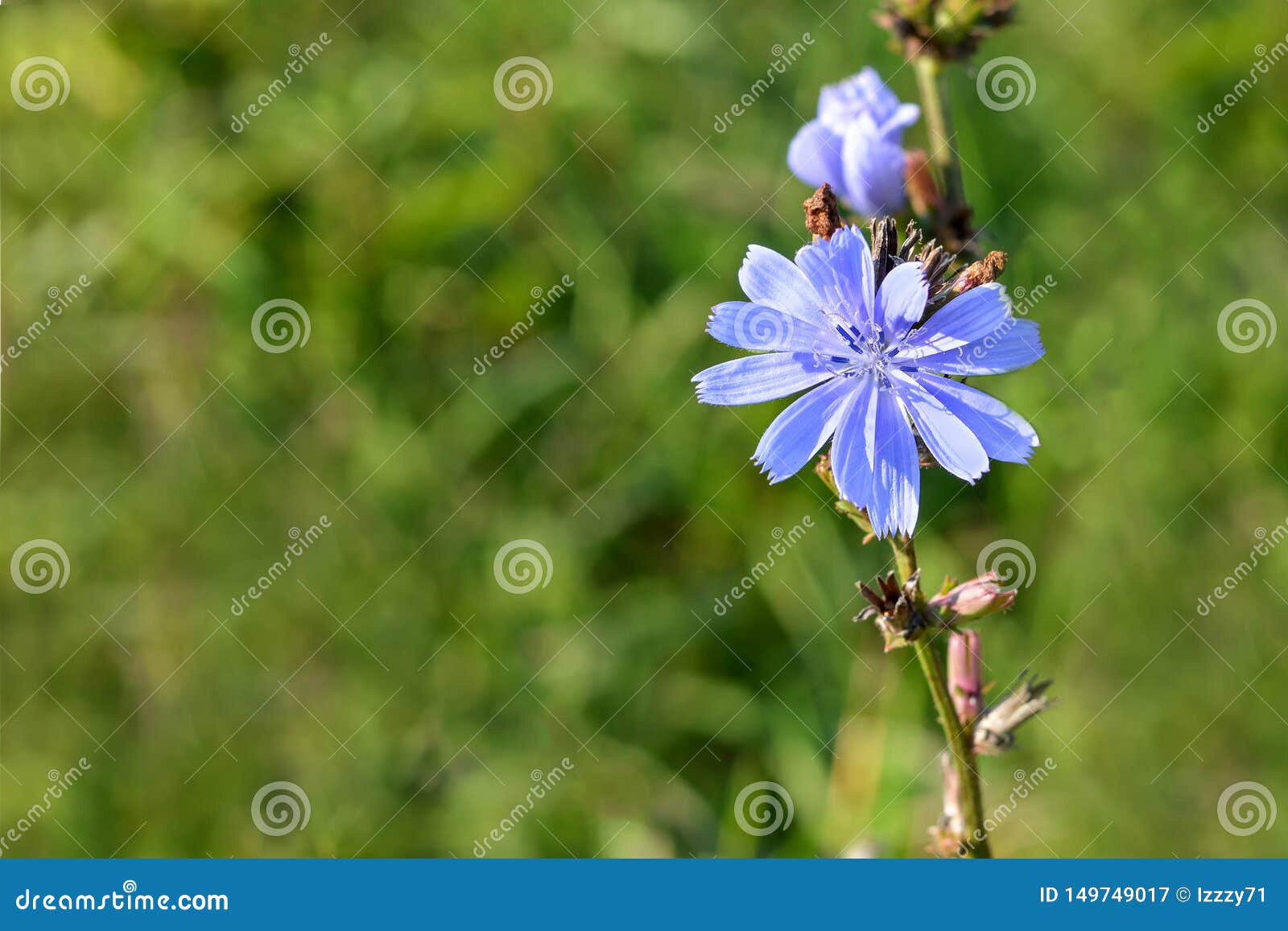 Chicory Flower in the Field Stock Image - Image of wild, wildflower ...