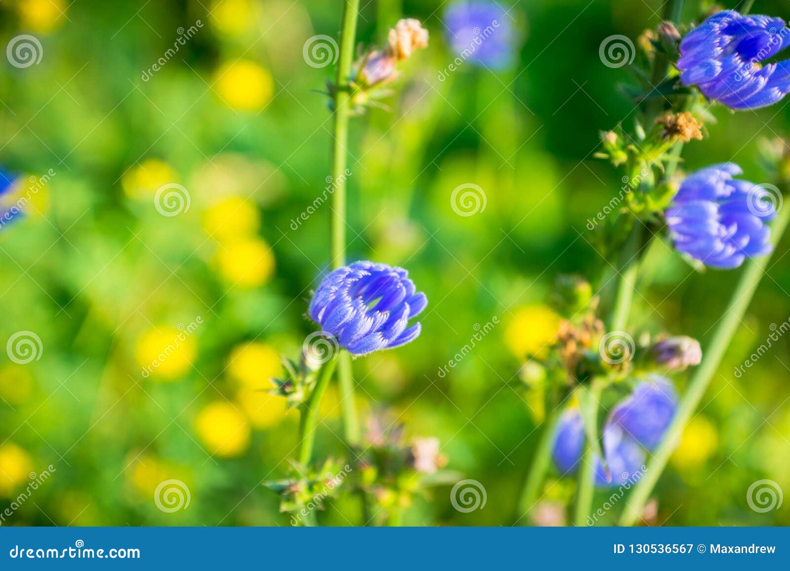 Chicory Flower on the Field Stock Image - Image of common, nature ...