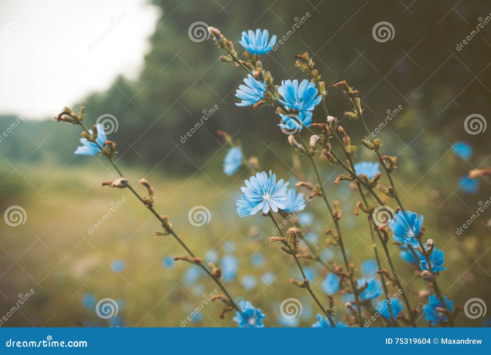 Chicory Flower on the Field Stock Photo - Image of meadow, cichorium ...