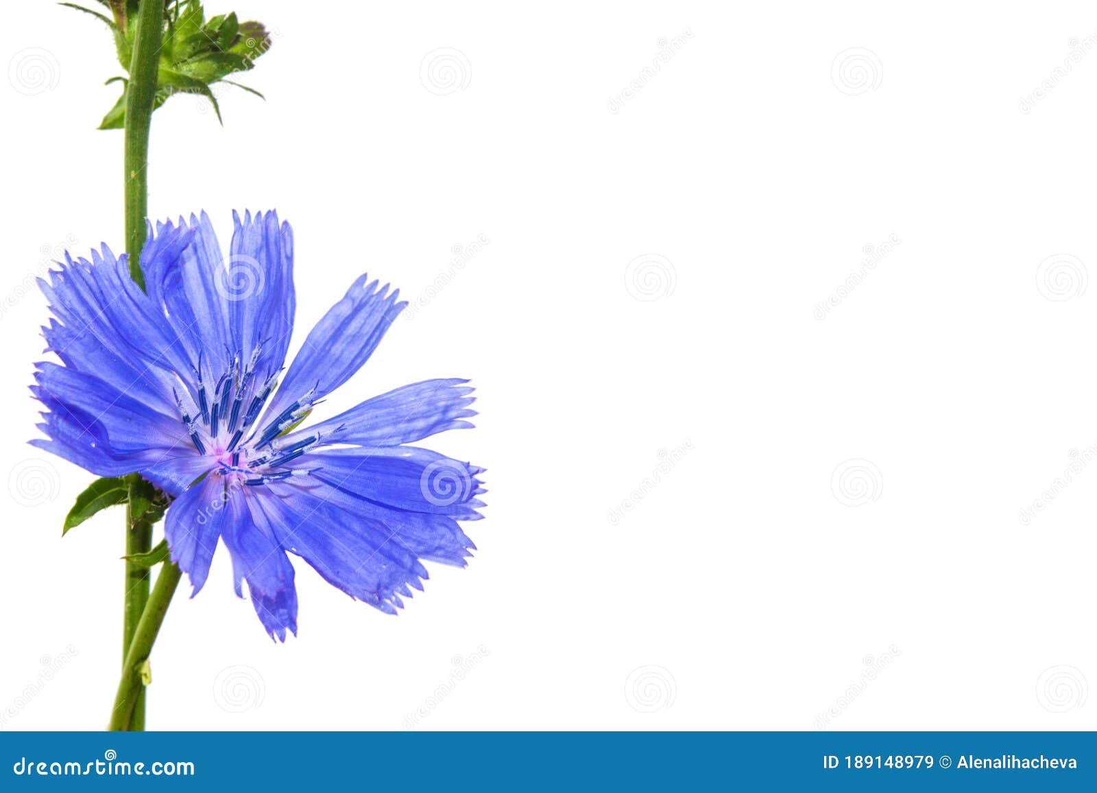 Chicory Flower with Leaf Isolated on White Background Stock Image ...