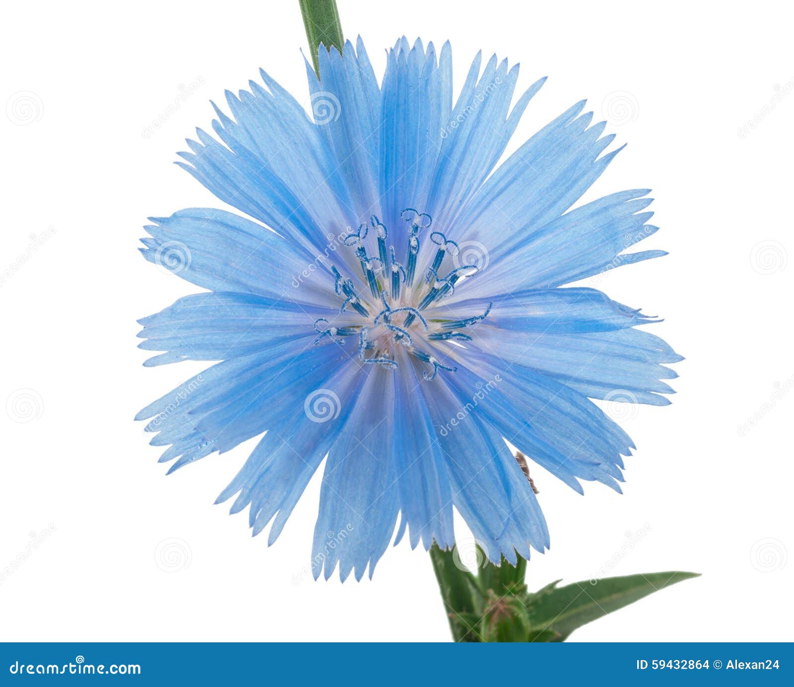 Chicory Flower Isolated On White Background AI Generated Stock Image ...