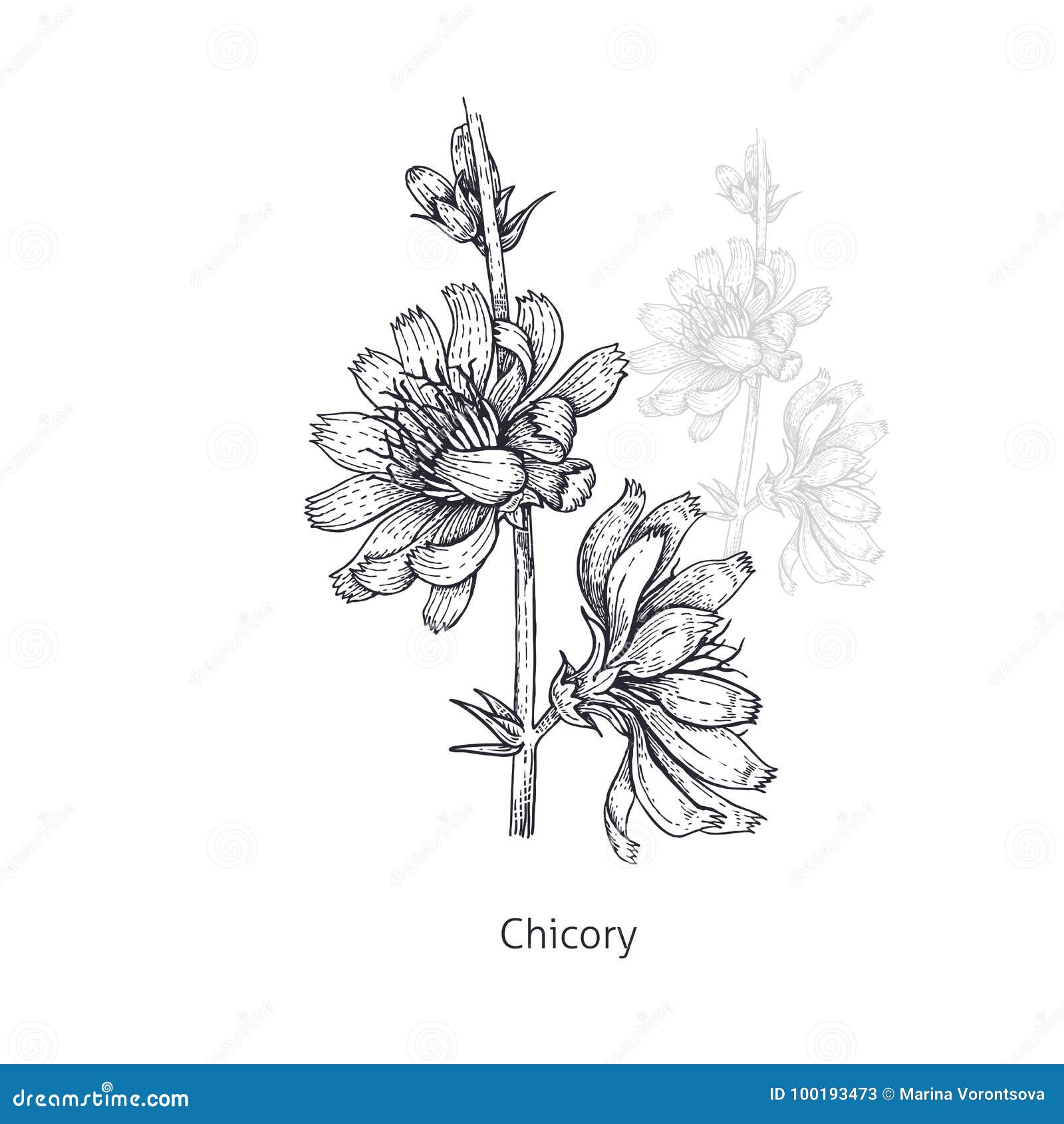 Chicory Branch Stock Illustrations – 211 Chicory Branch Stock ...