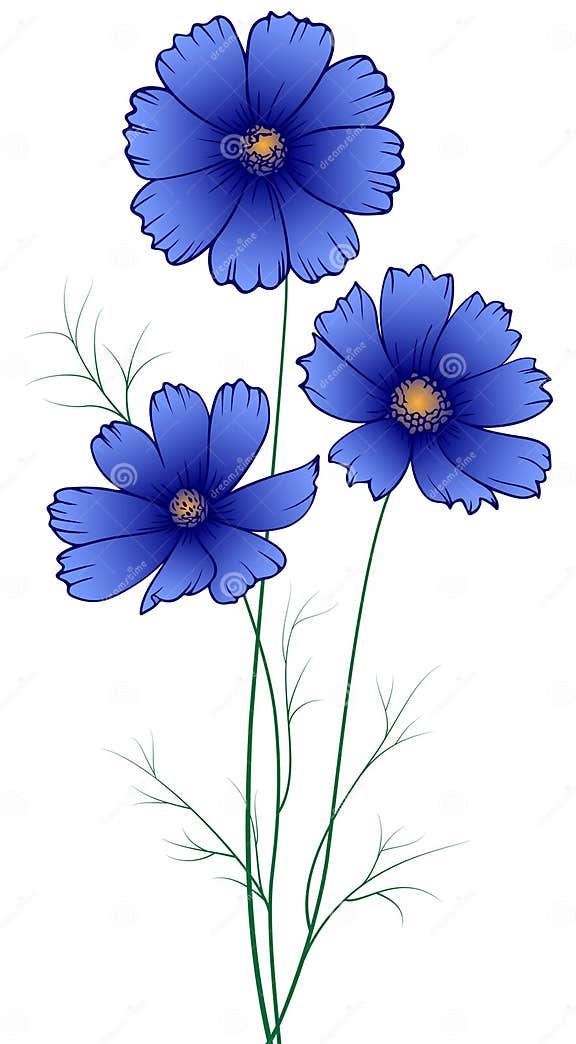 Chicory Flower on a White Background. Vector Illustration Stock Vector ...