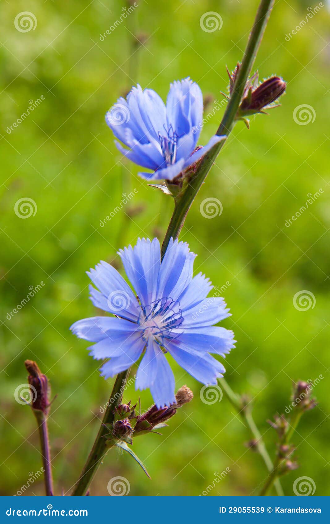 Chicory flowers stock image. Image of backgrounds, garden - 29055539