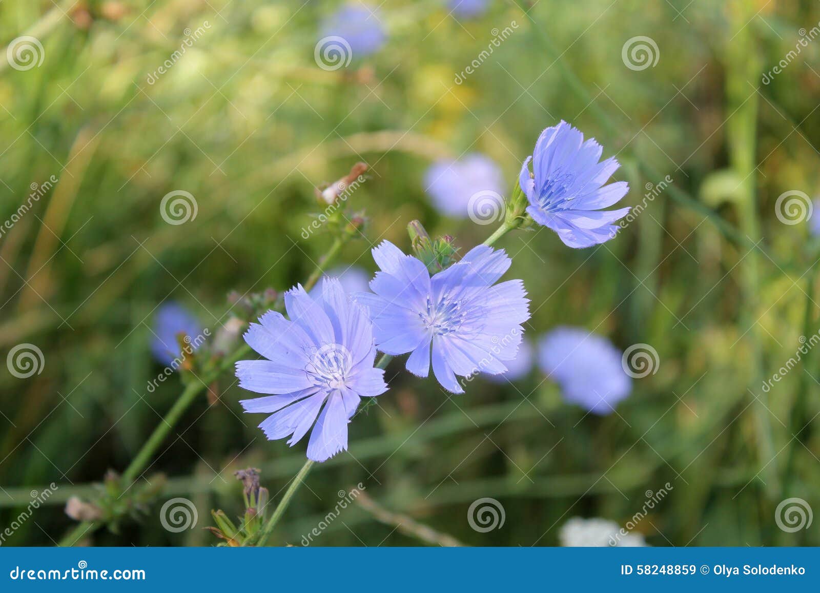 Chicory flowers stock image. Image of growth, beautiful - 58248859