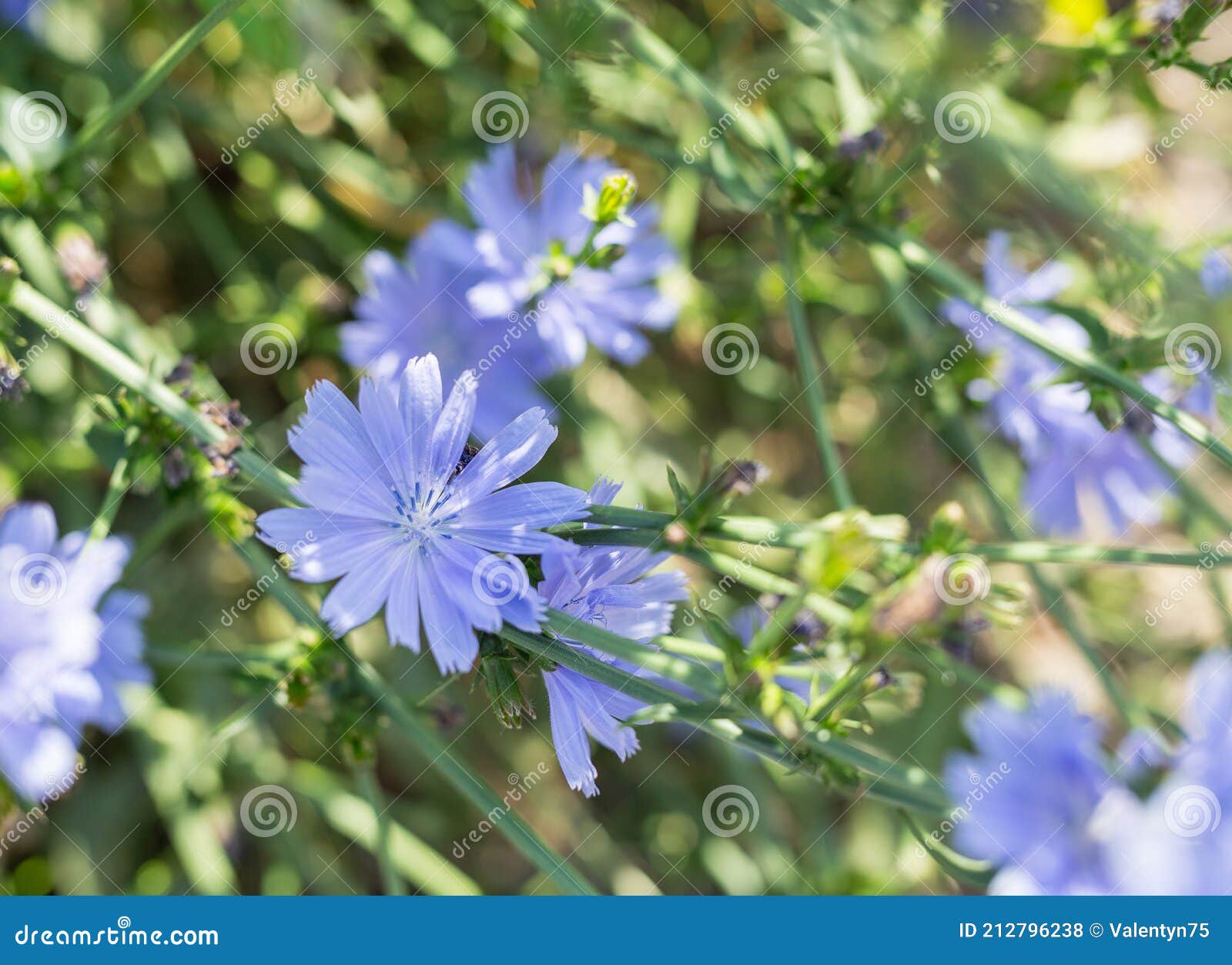 Chicory flowers stock photo. Image of nature, botany - 212796238