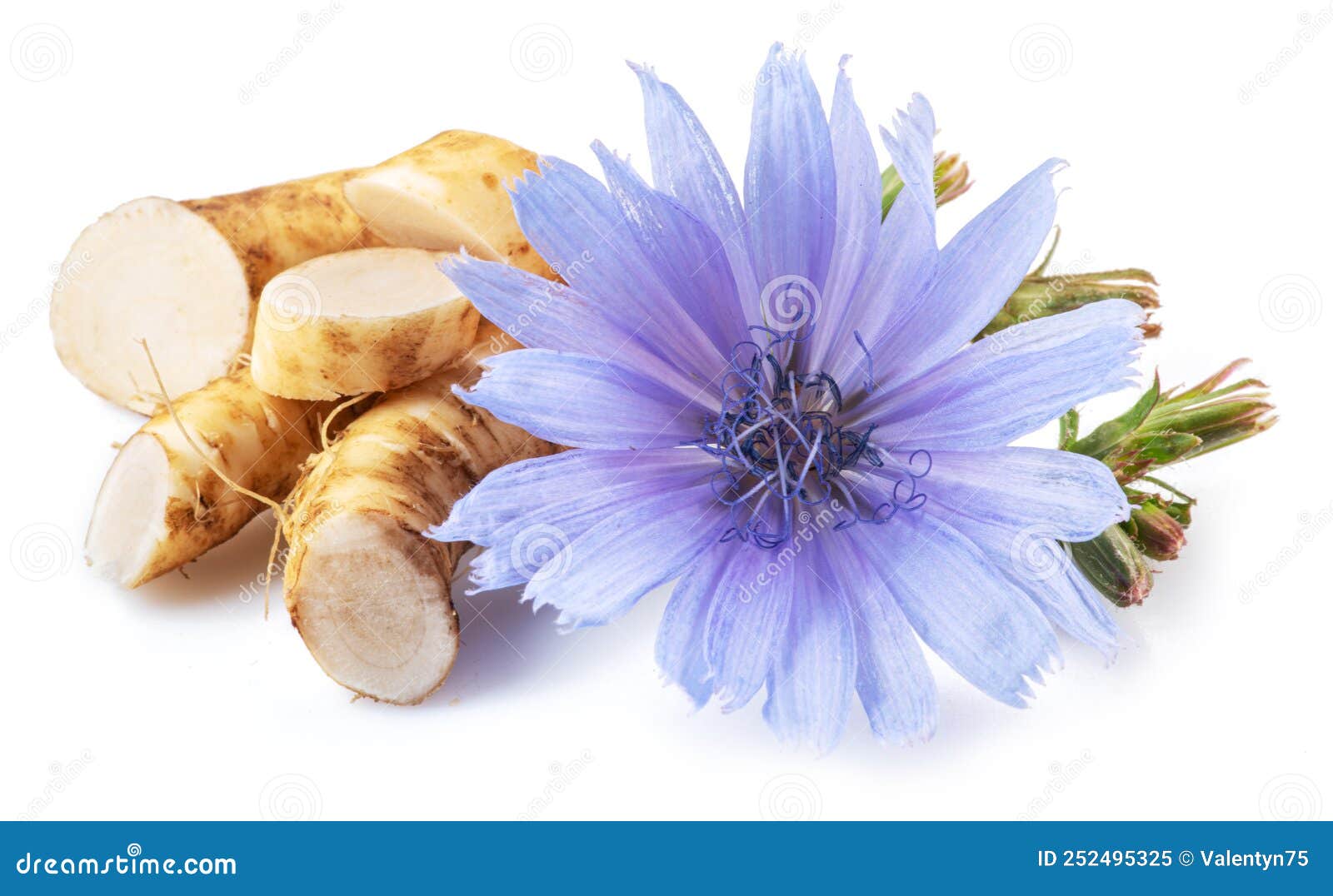 Chicory Flowers and Roots Close Up on the White Background Stock Image ...