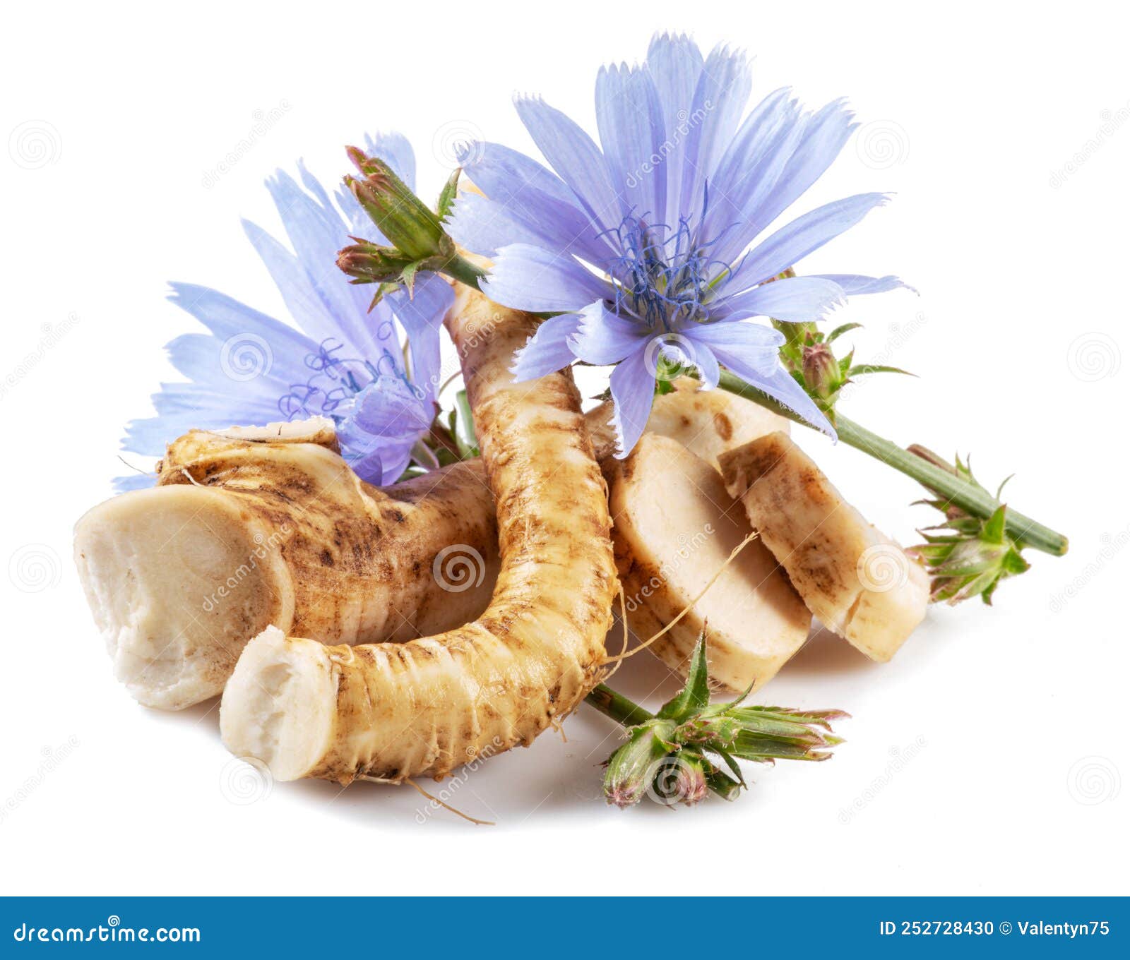 Chicory Flowers and Roots Close Up on the White Background Stock Photo ...