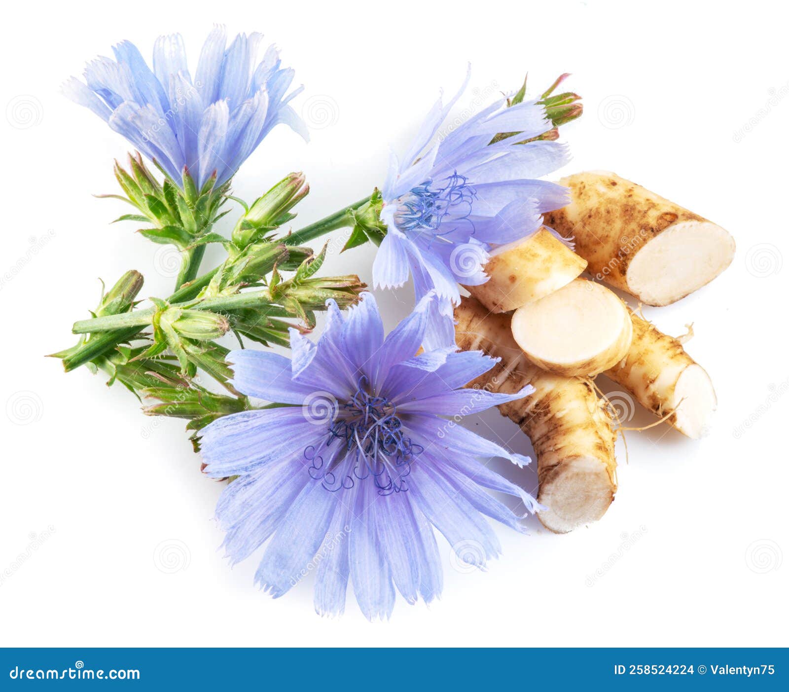 Chicory Flowers and Roots Close Up on the White Background Stock Photo ...