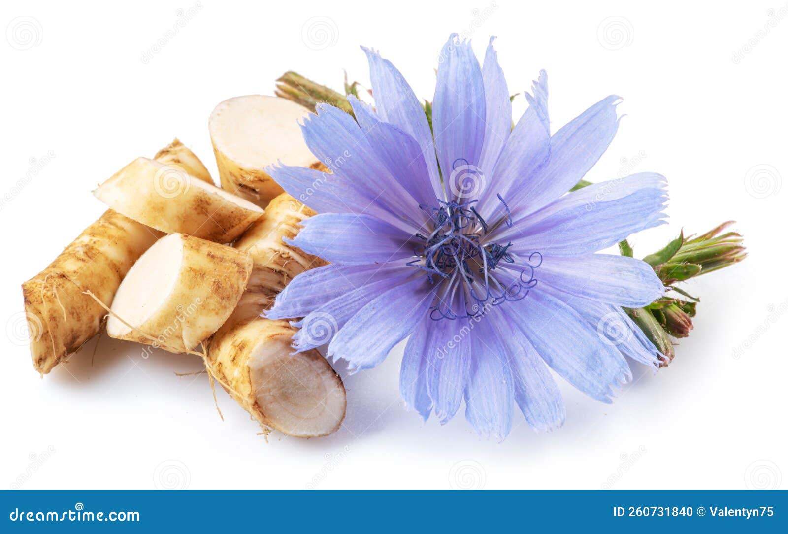 Chicory Flowers and Roots Close Up on the White Background Stock Photo ...