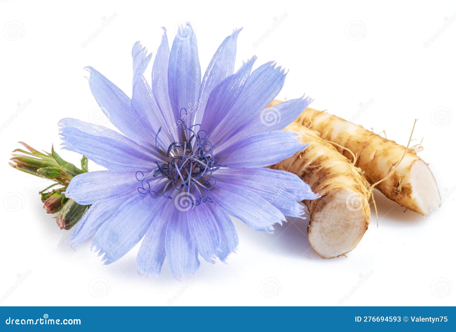 Chicory Flowers and Roots Close Up on the White Background Stock Image ...