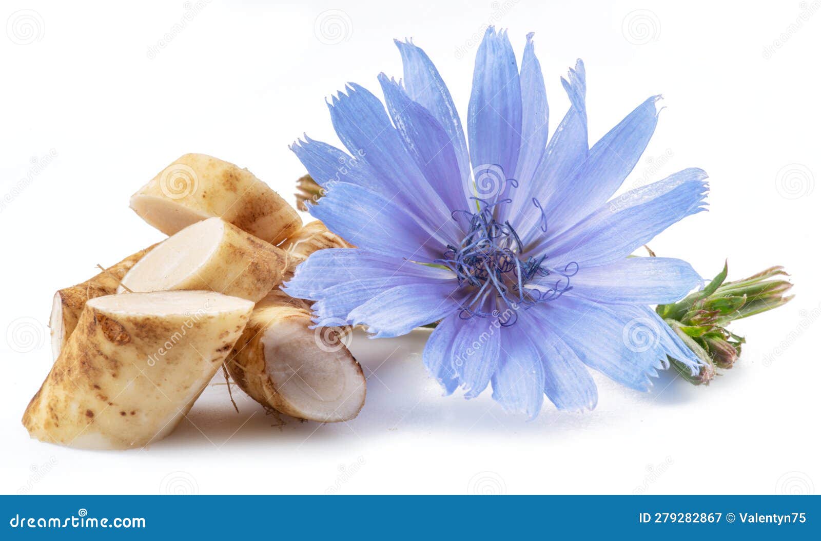 Chicory Flowers and Roots Close Up on the White Background Stock Image ...