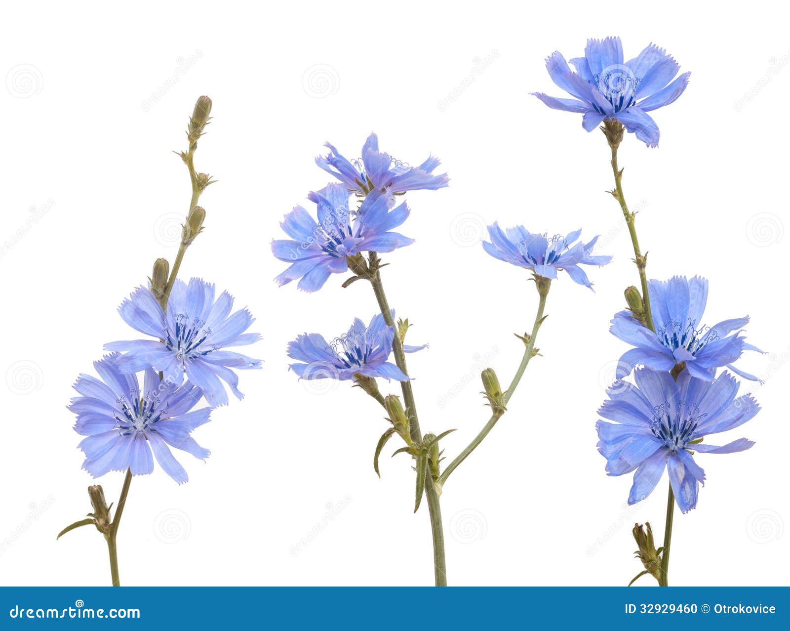 Chicory stock photo. Image of plant, wild, green, endive - 32929460