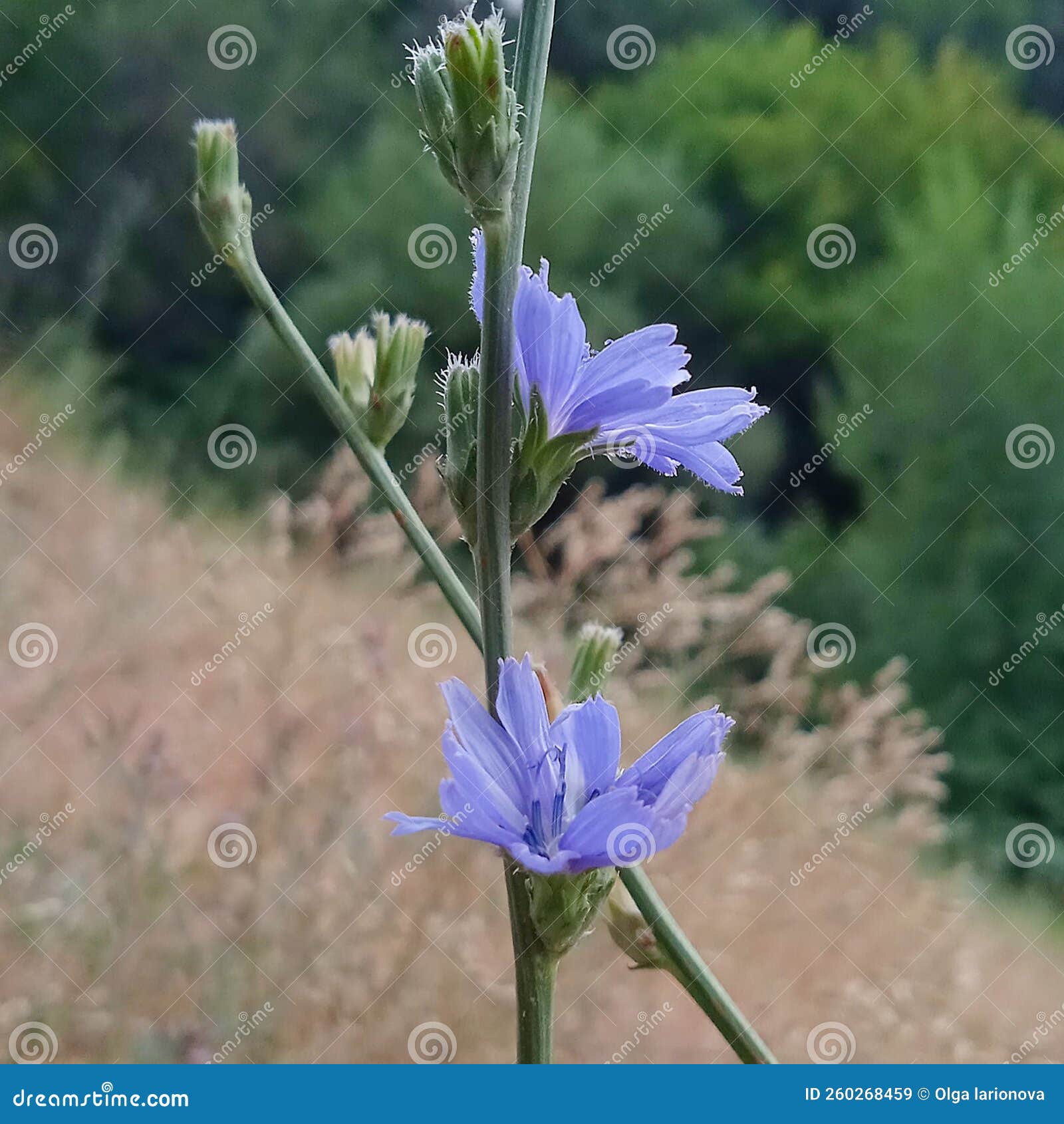 Chicory Grows in Nature among the Grass. Stock Image - Image of blossom ...