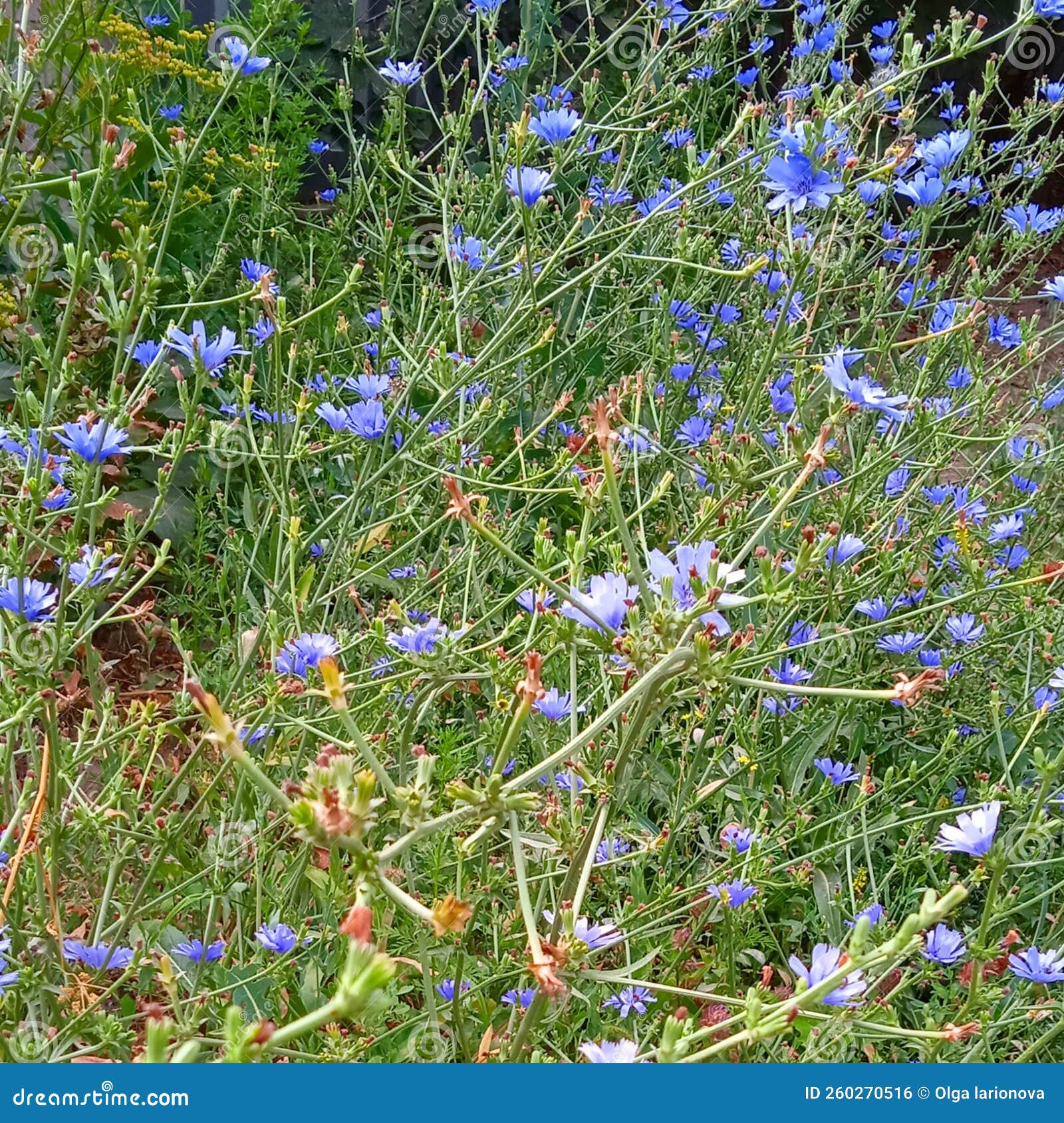 Chicory Grows in Nature among the Grass. Stock Photo - Image of plant ...