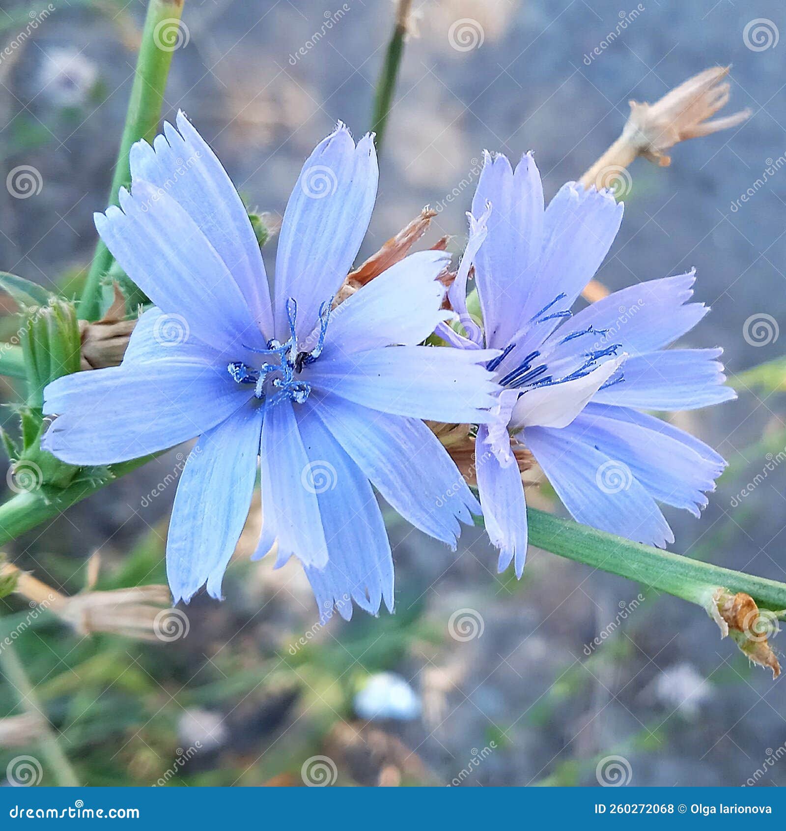 Chicory Grows in Nature among the Grass. Stock Photo - Image of food ...