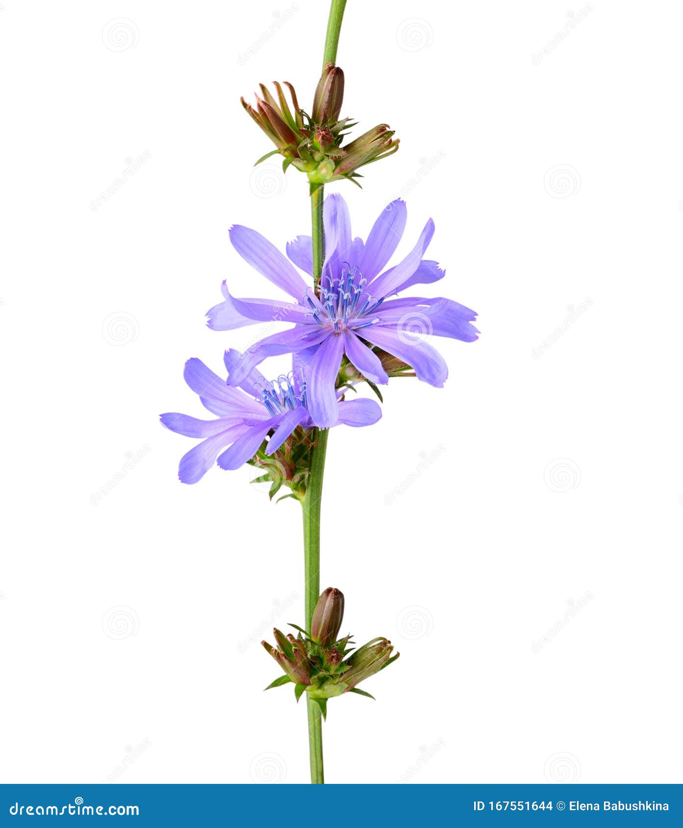 Chicory Isolated on the White Background Stock Photo - Image of chicory ...